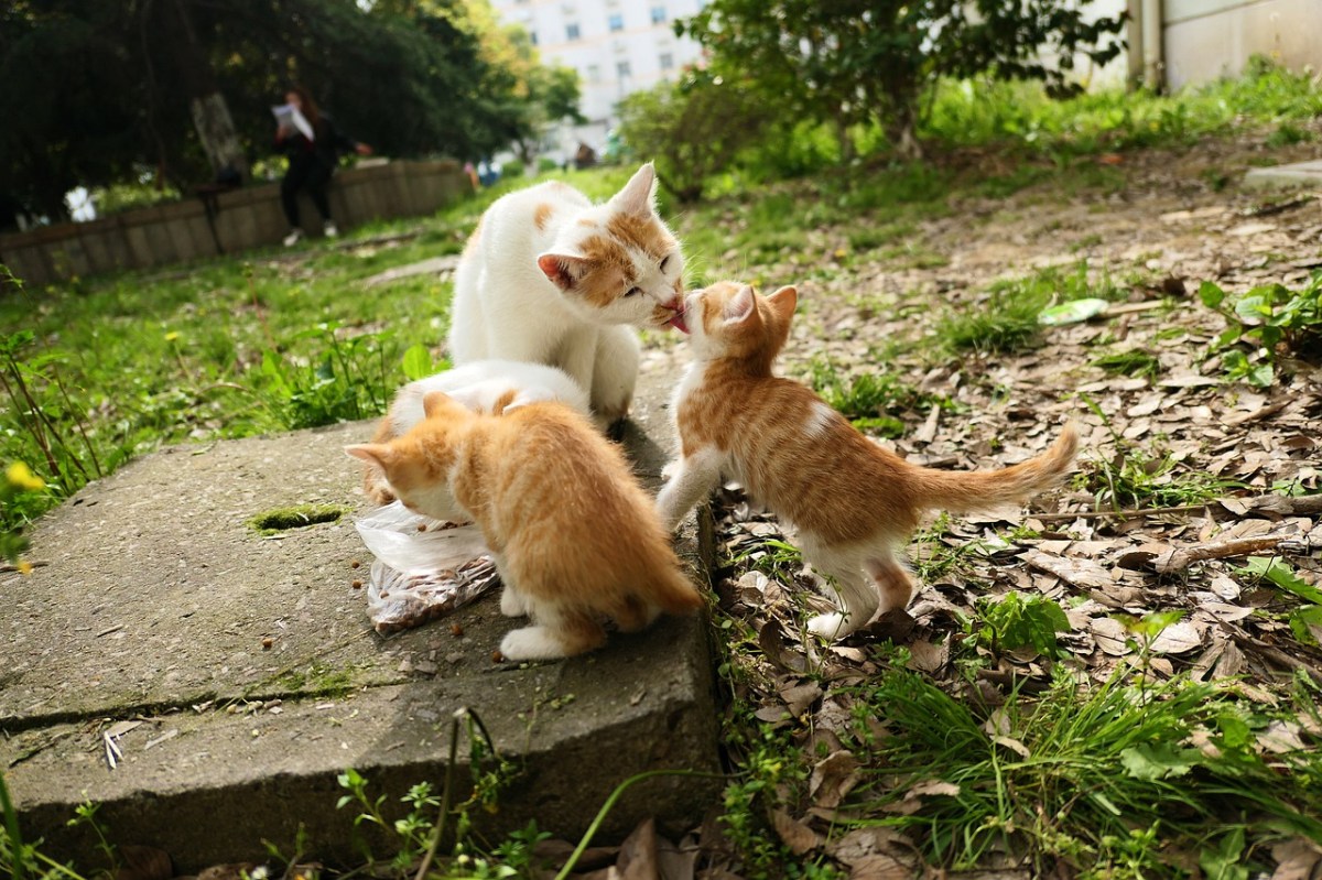 The Science of Maternal Bonding in Animals and Humans – Thinking Beyond ...